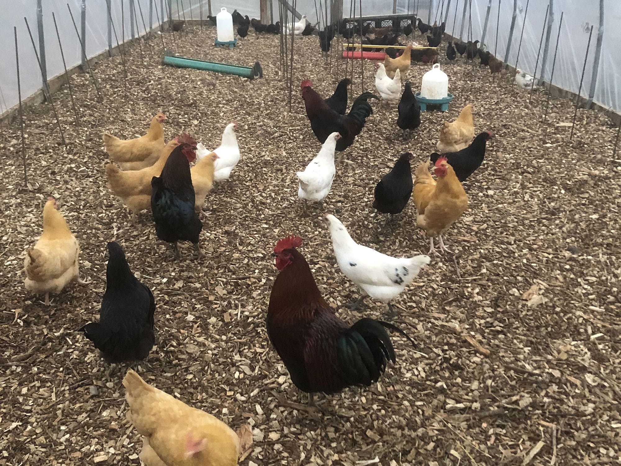 Premium Pasture-Raised Poultry from Turner Creek Farm