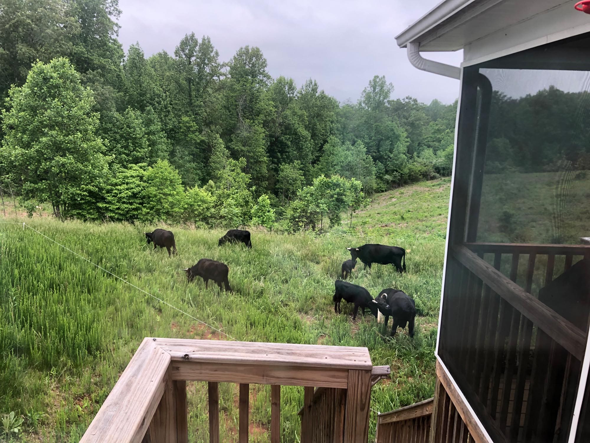 Grass-Fed Irish Dexter Beef – Pure, Premium, Local