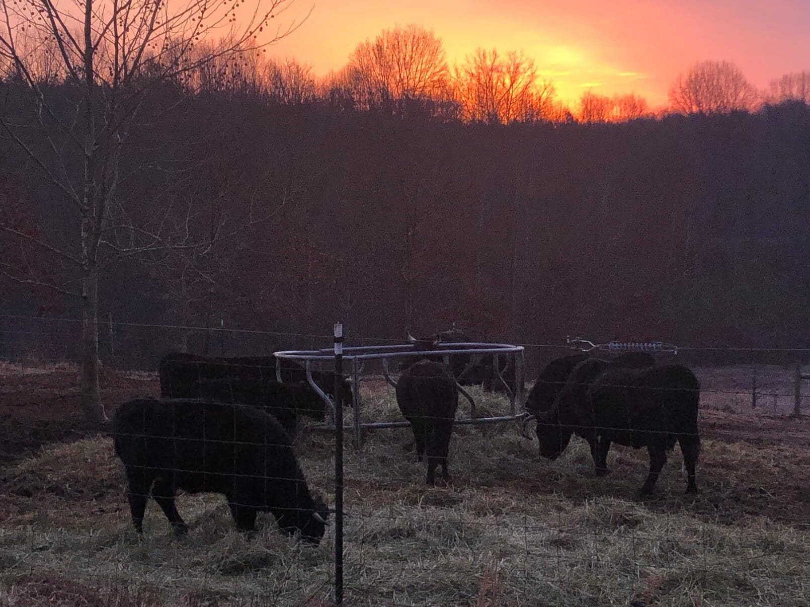 Grass-Fed Irish Dexter Beef – Pure, Premium, Local